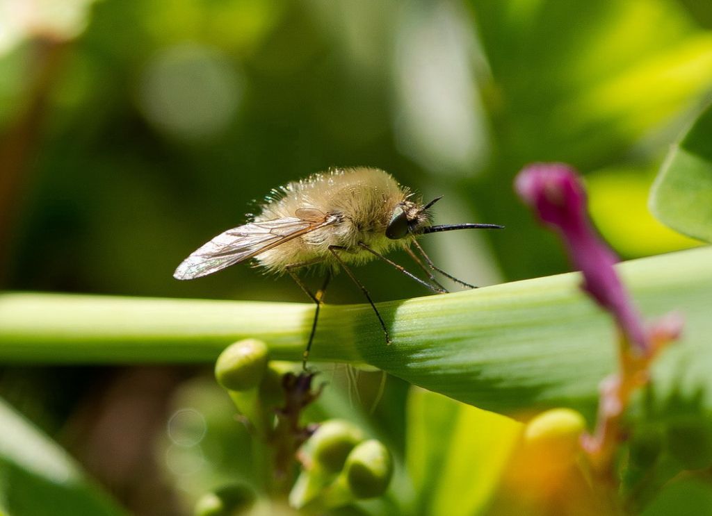 Bombyliidae - Bombylius sp. , Natura Mediterraneo | Forum Naturalistico